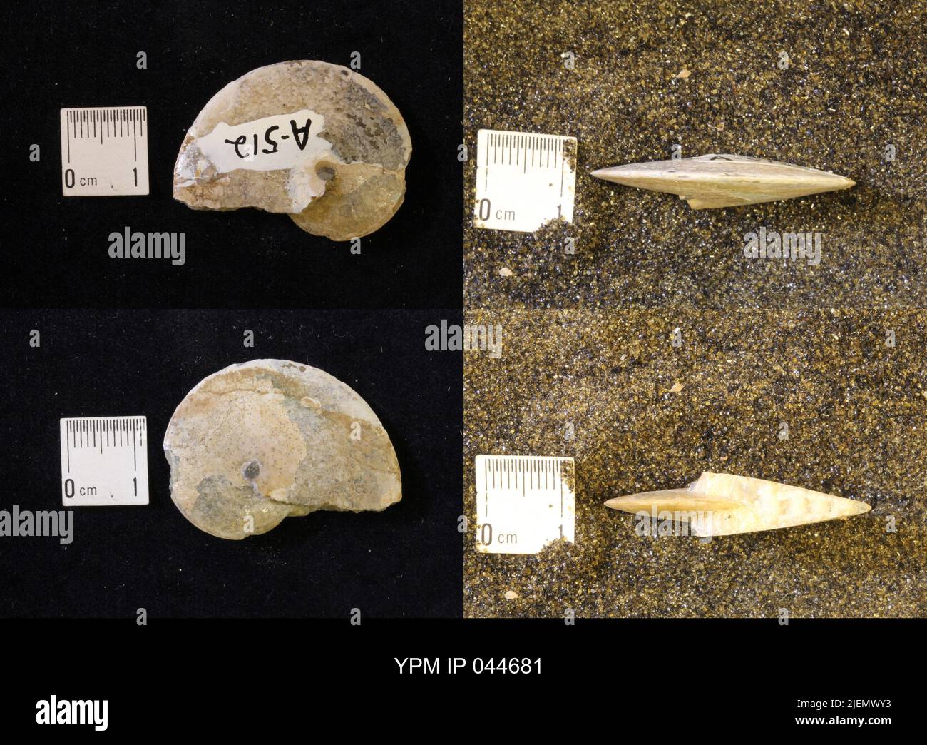 Sphenodiscus lenticularis (Owen Stock Photo - Alamy