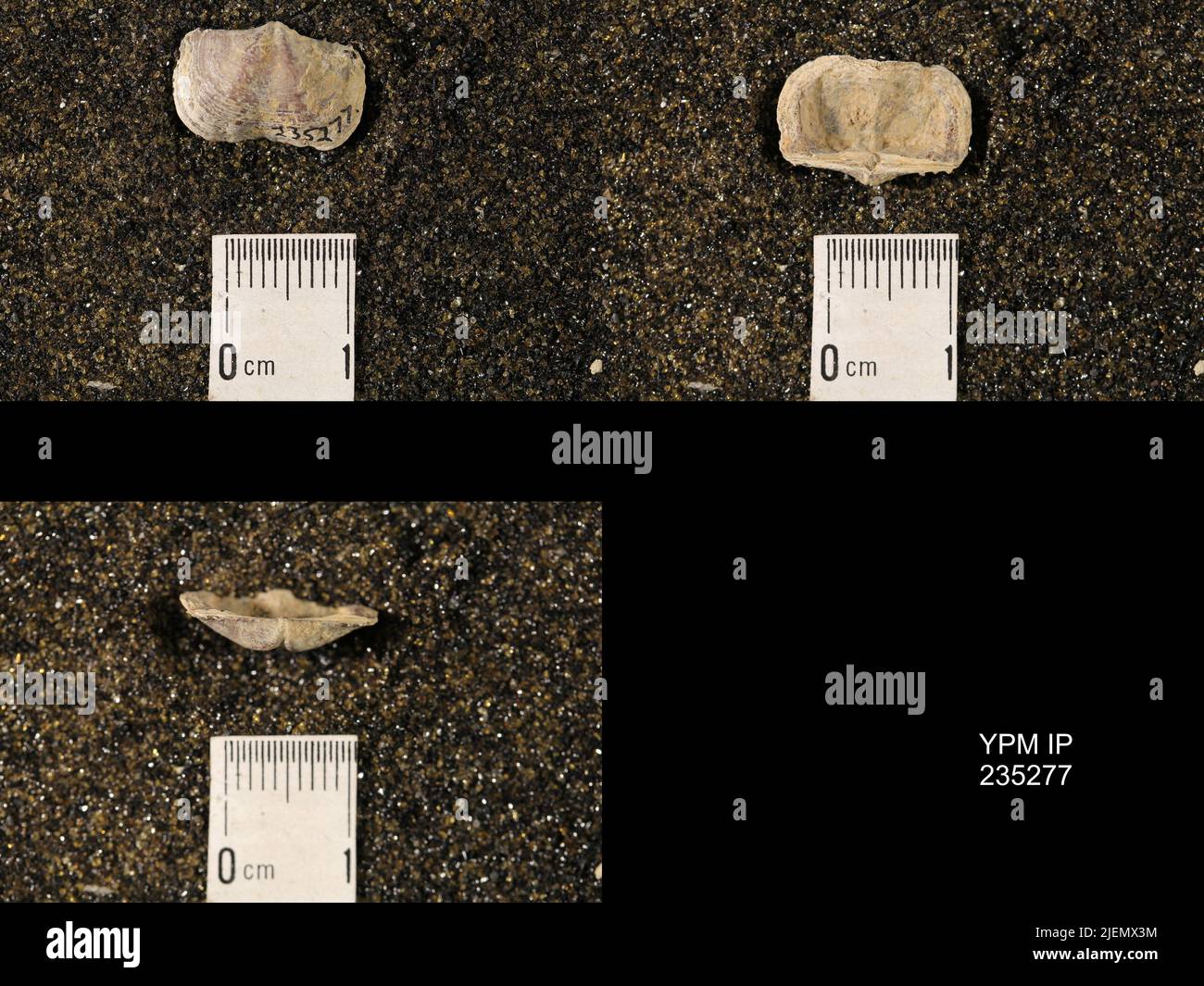 1932 animalia hi-res stock photography and images - Alamy