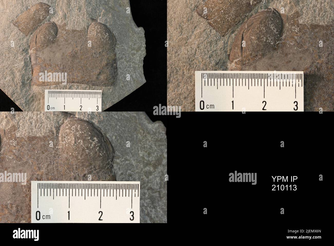 Raptorial appendage hi-res stock photography and images - Alamy