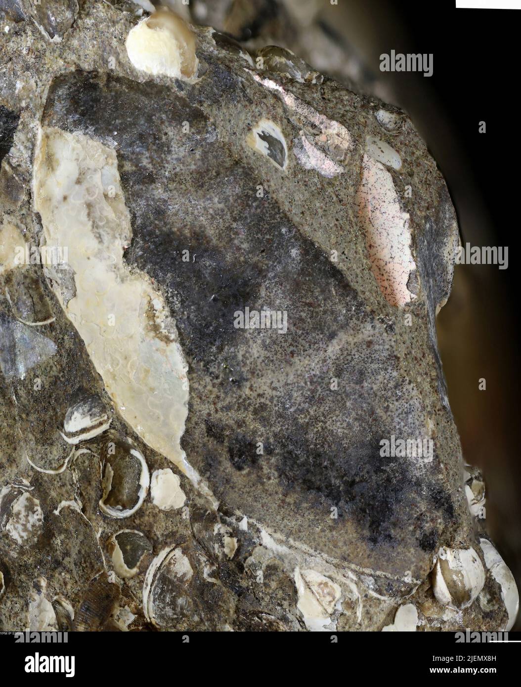 Sphenodiscus hi-res stock photography and images - Alamy