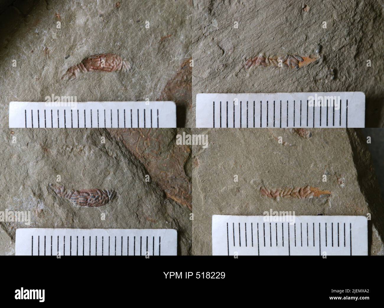 Fossil interaction evidence hi-res stock photography and images - Alamy