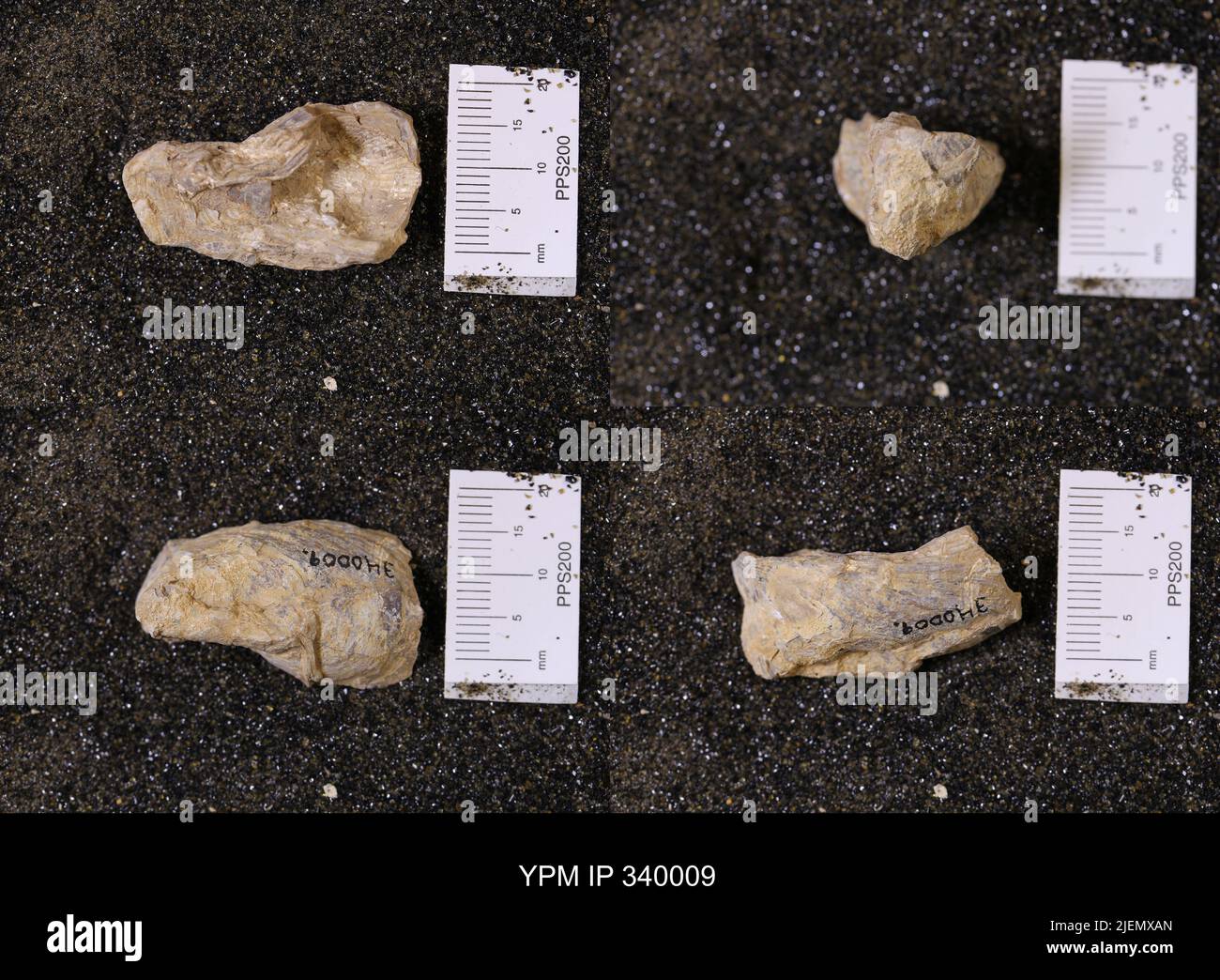 Ostrea soleniscus meek hi-res stock photography and images - Alamy