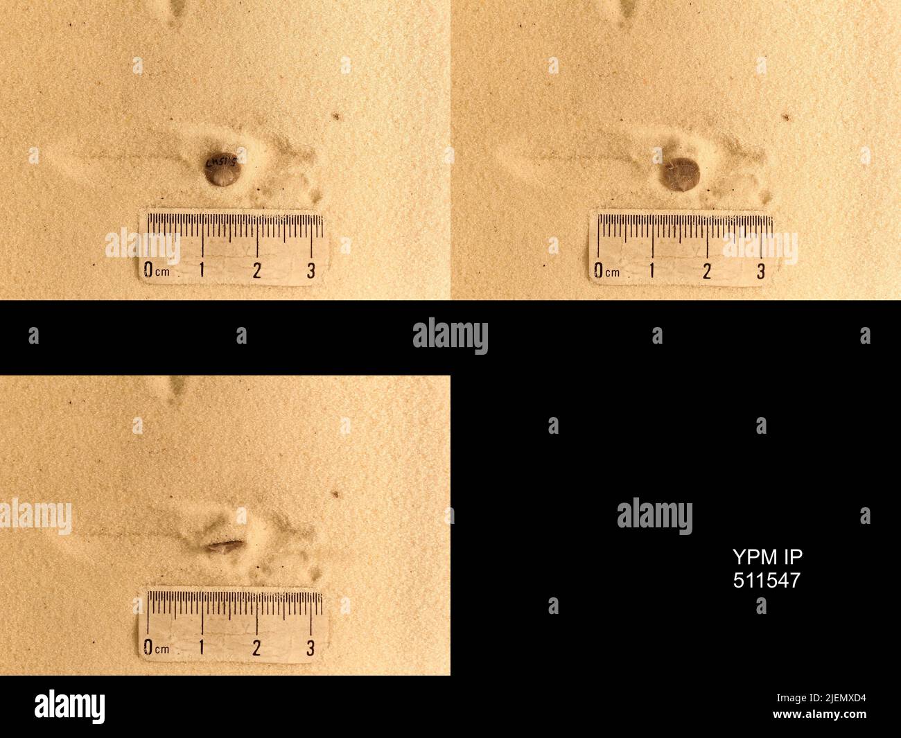 Dalmanella sp hi-res stock photography and images - Alamy