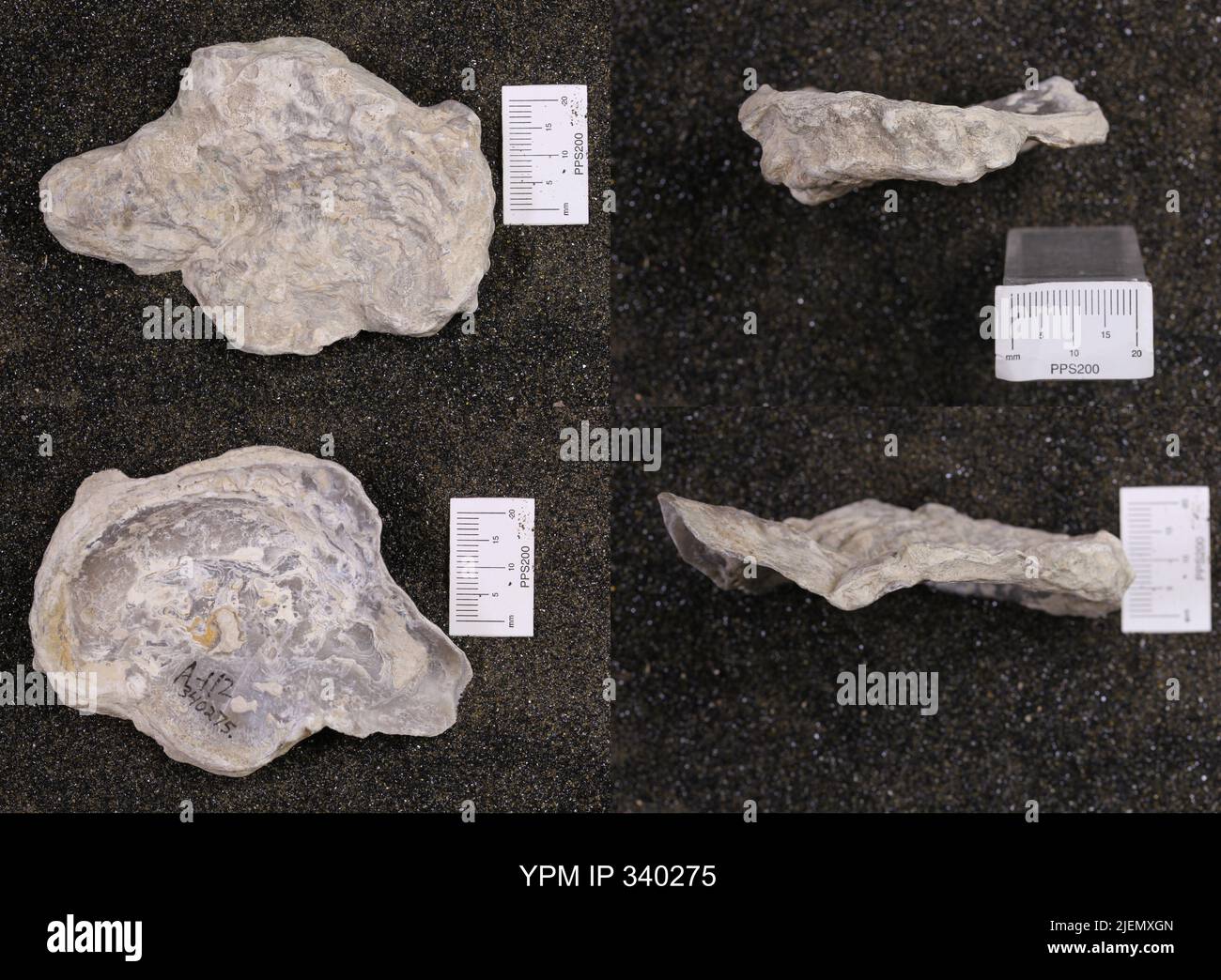 Exogyra hi-res stock photography and images - Alamy