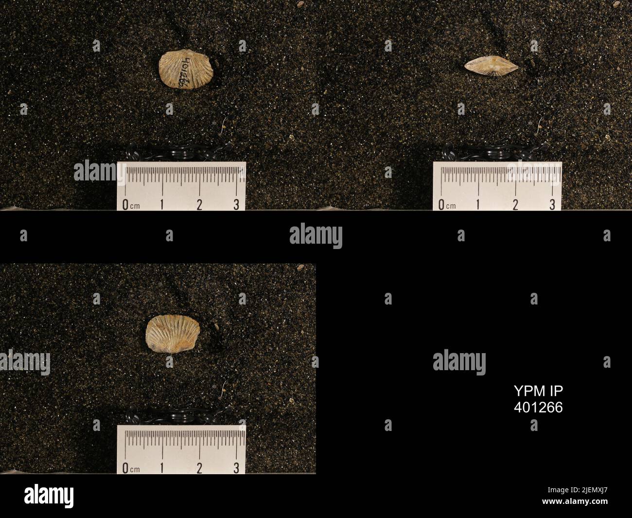 Orthis (Plectorthis) dichotoma Hall Stock Photo - Alamy