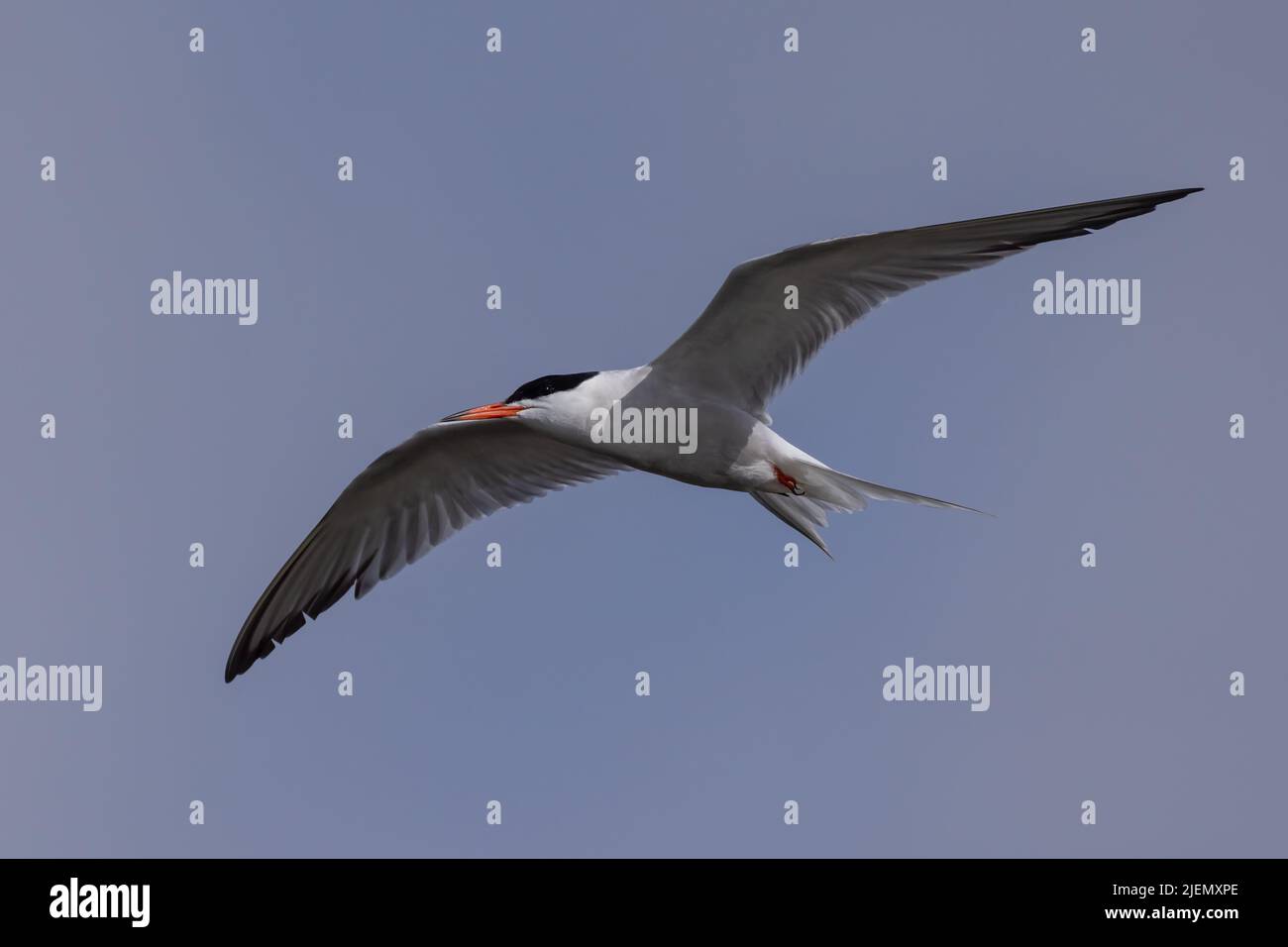 Common Tern in flight Stock Photo - Alamy