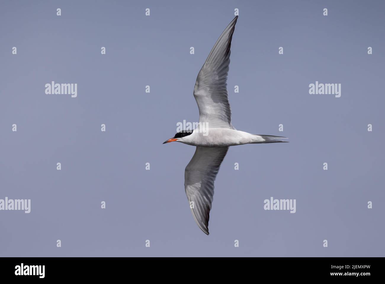 Common Tern in flight Stock Photo - Alamy