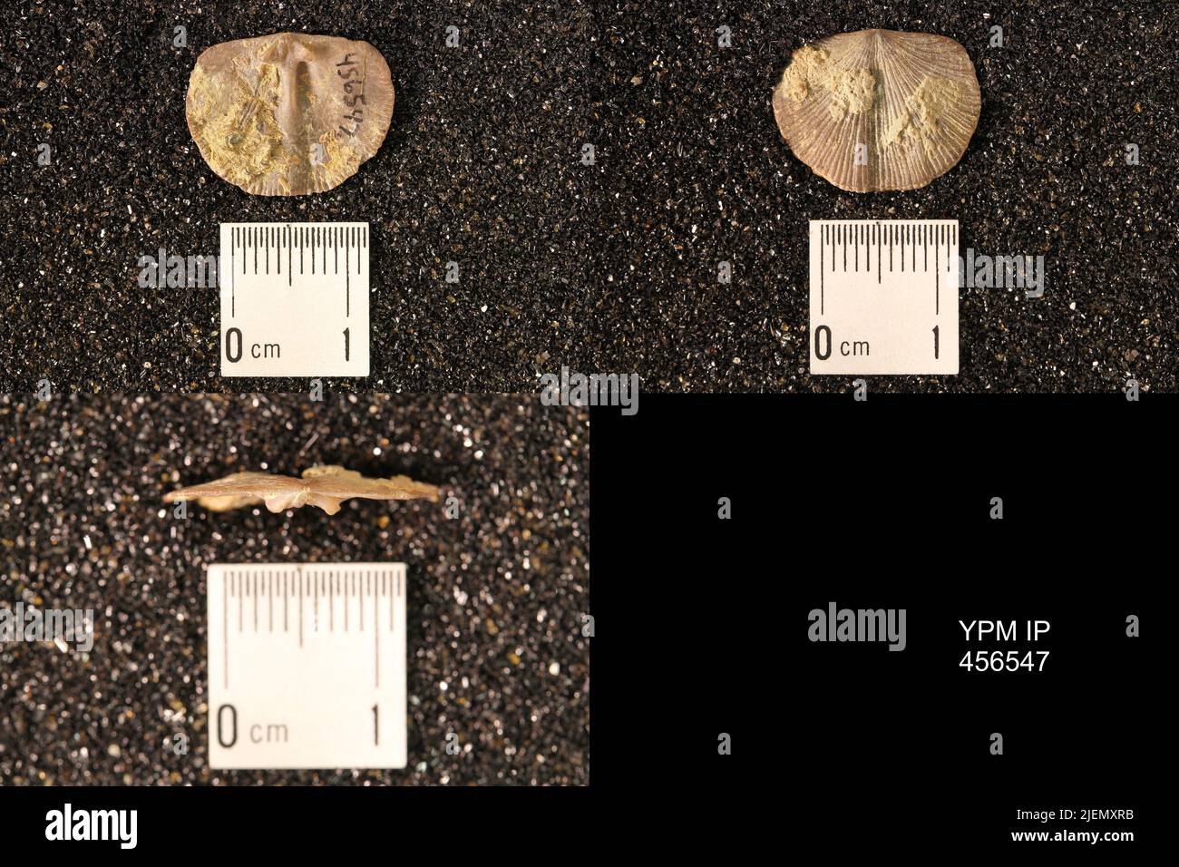 1827 animalia hi-res stock photography and images - Alamy