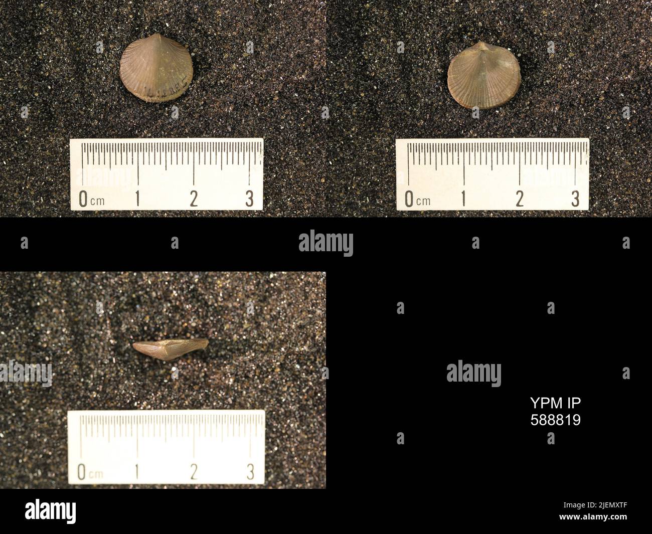 Dalmanella meeki (Miller, 1875 Stock Photo - Alamy