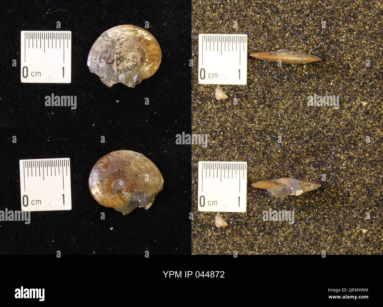 Sphenodiscus lenticularis (Owen Stock Photo - Alamy