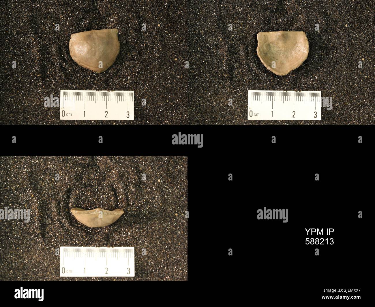 1873 animalia hi-res stock photography and images - Alamy