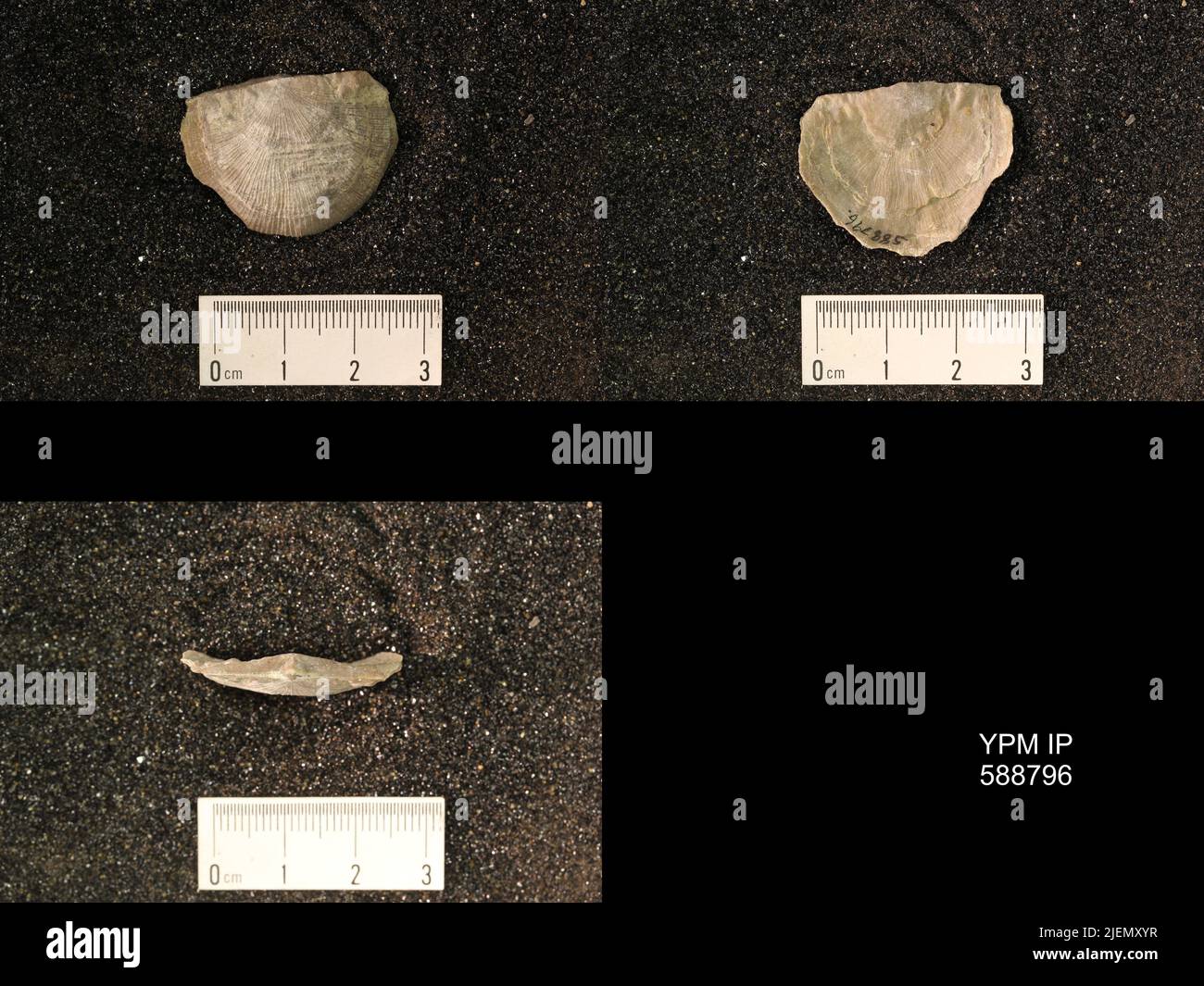 Strophomena neglecta (James Stock Photo - Alamy