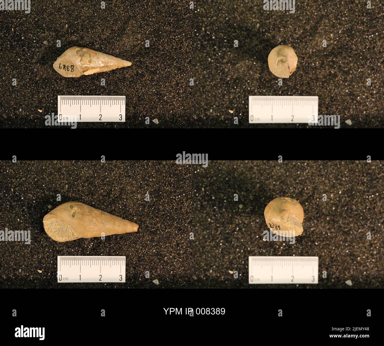 Peracuta hi-res stock photography and images - Alamy