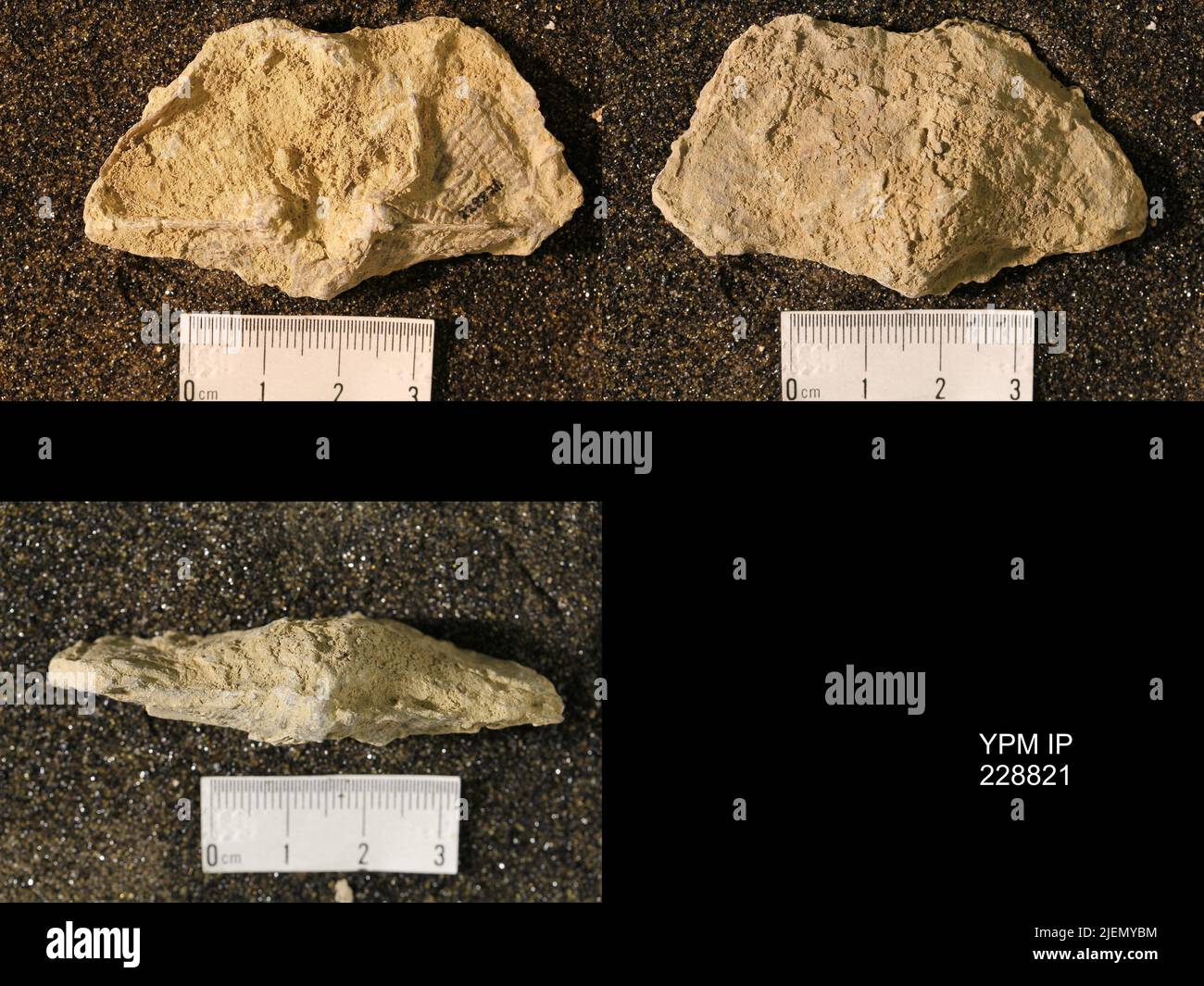 Neospirifer triplicatus Hall Stock Photo - Alamy