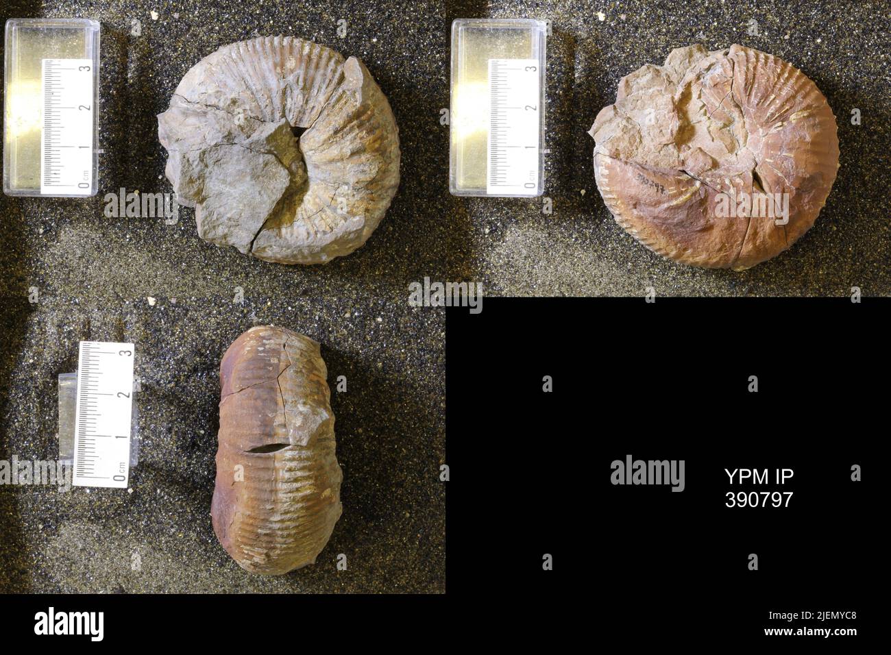 Scaphites ventricosus stantoni Reeside Stock Photo - Alamy