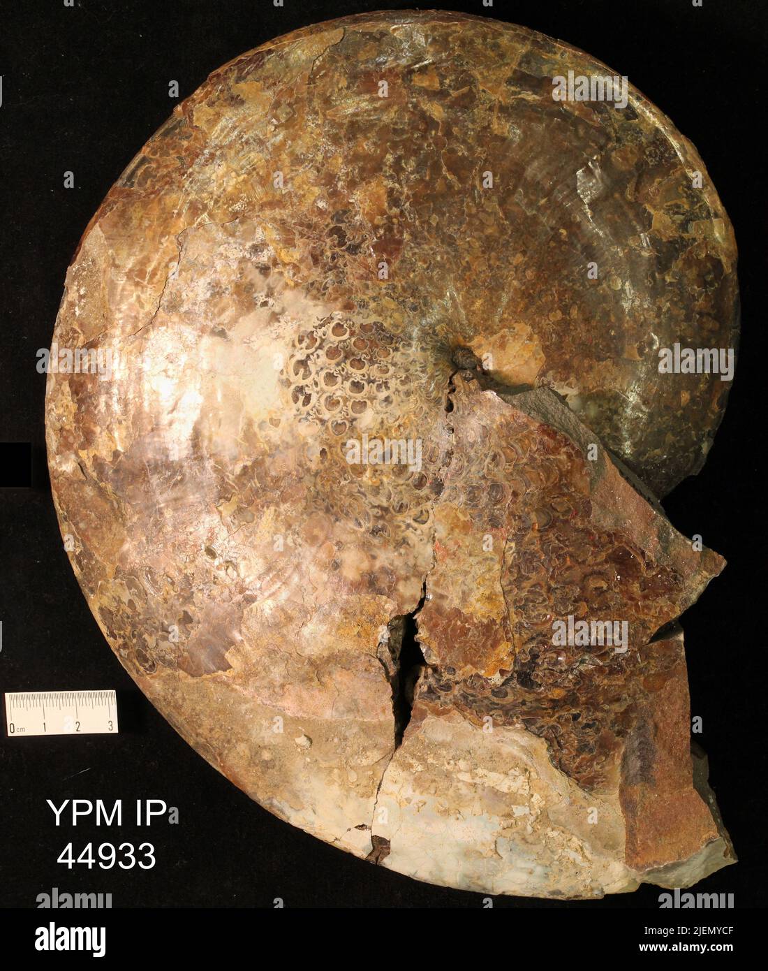 Sphenodiscus lenticularis (Owen Stock Photo - Alamy