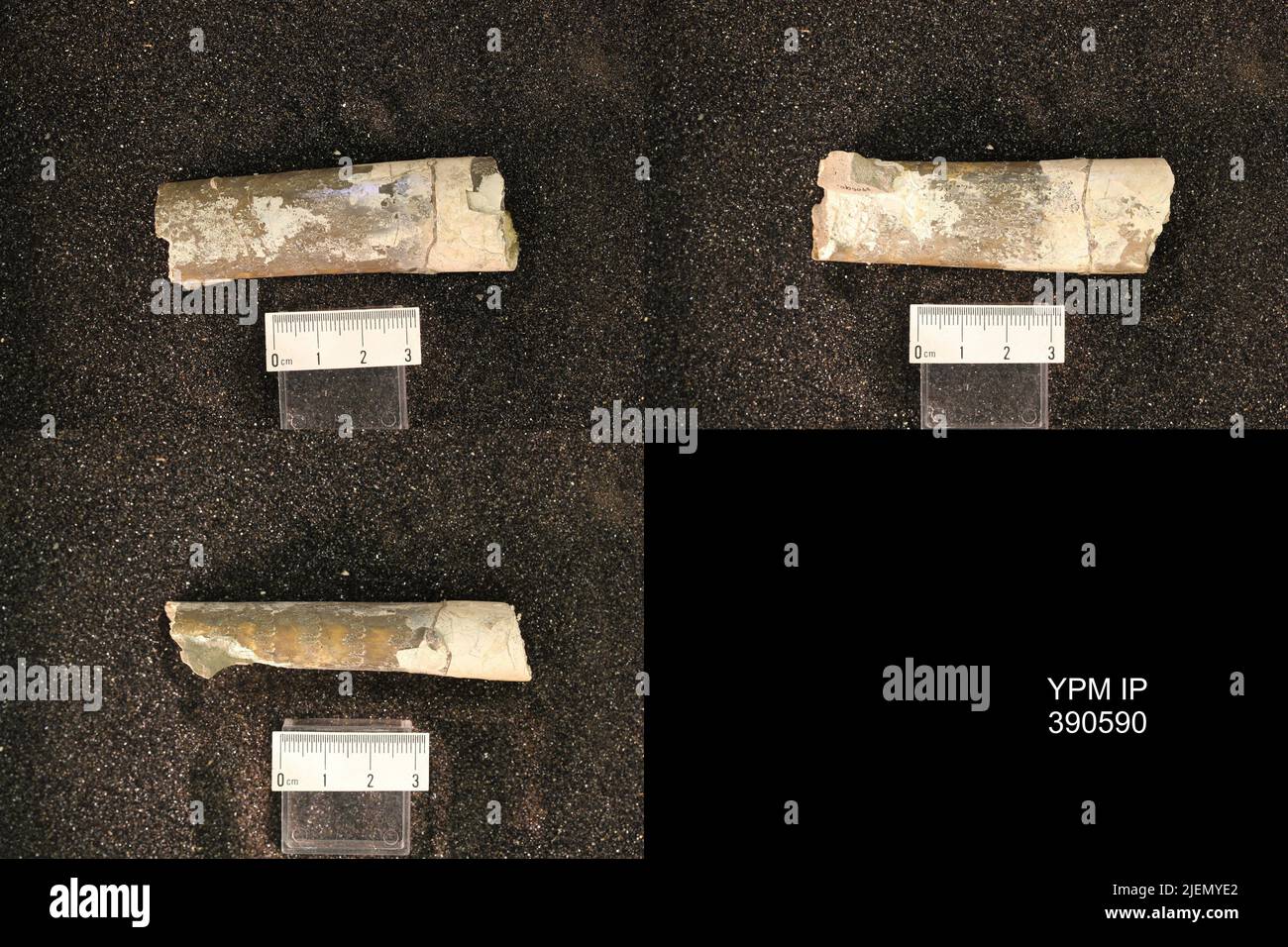 Baculites hi-res stock photography and images - Alamy