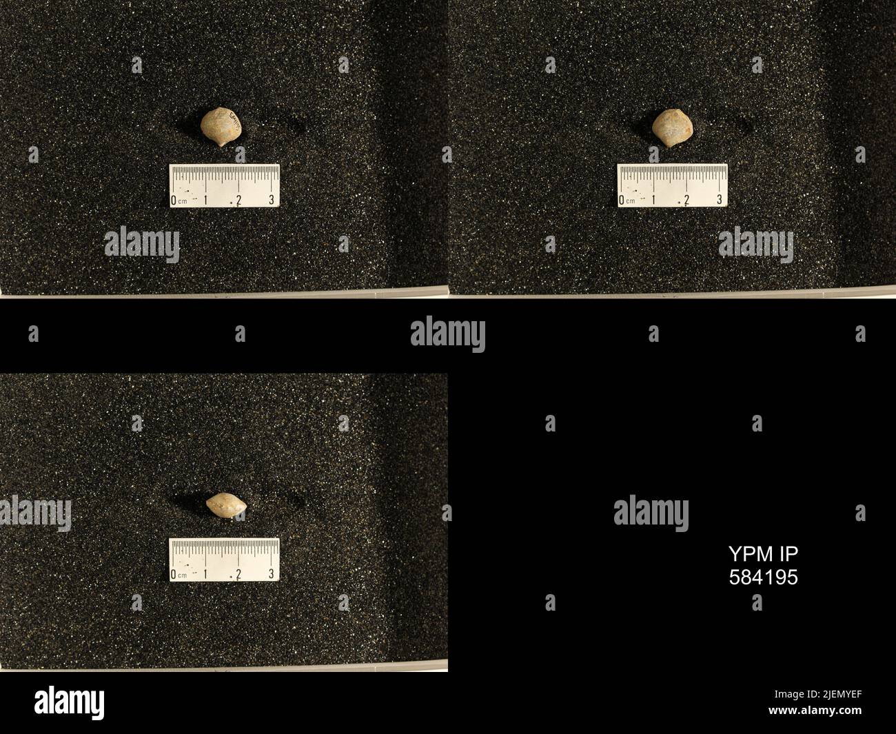 Perplexa hi-res stock photography and images - Alamy