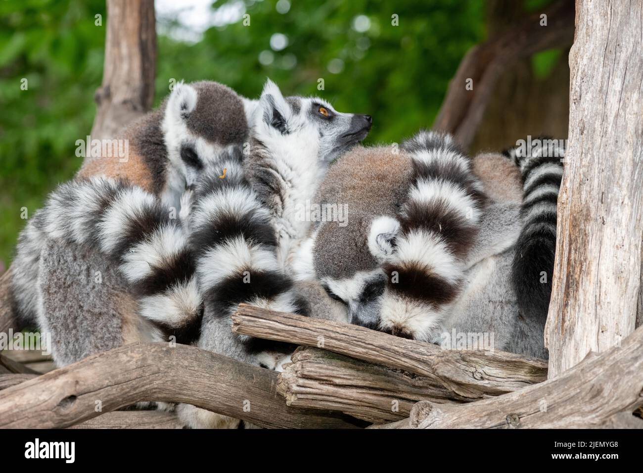 A group of ring tailed lemurs (lemur catta) huddled up together Stock ...