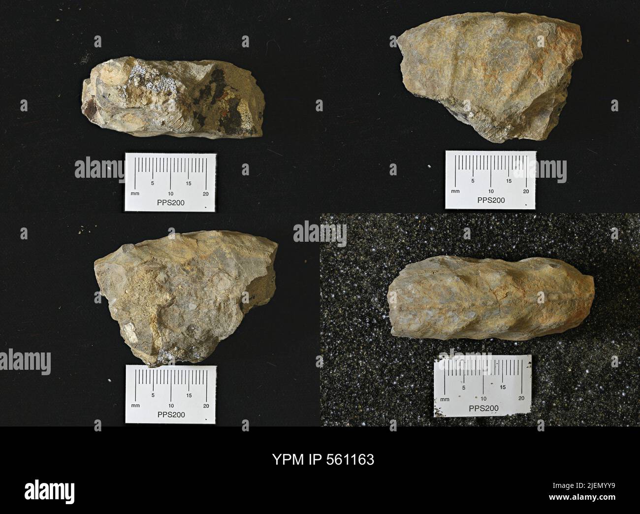 Acanthoceras hi-res stock photography and images - Alamy