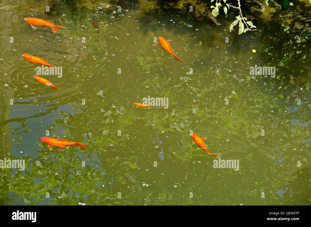 Big Fish In A Small Pond Emoji 2