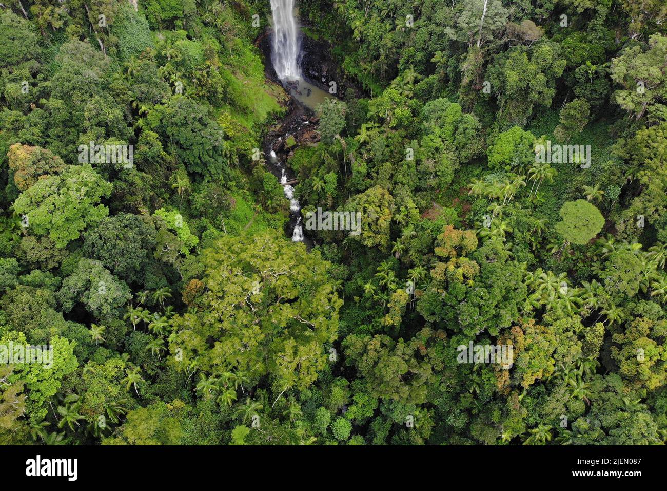 Lush, dense rainforest in Queensland, Australia Stock Photo - Alamy