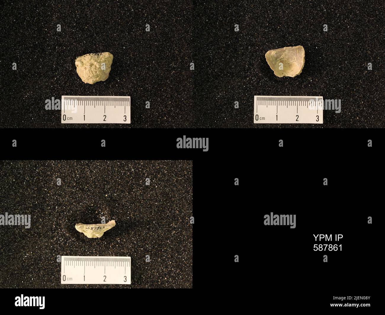 Rafinesquina hi-res stock photography and images - Alamy