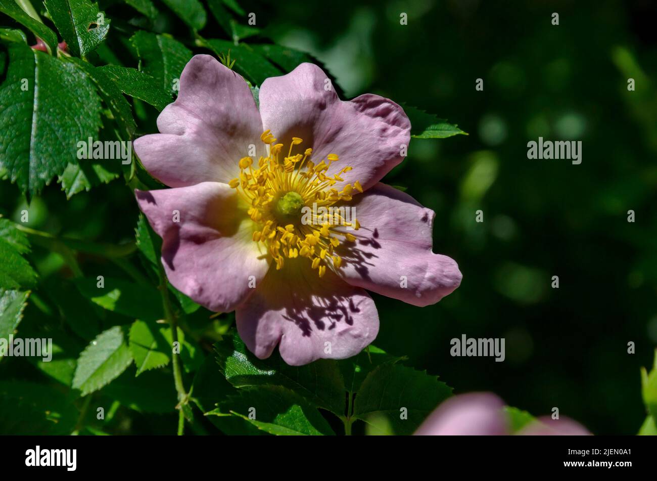 Bush with fresh bloom of wild rose, brier or Rosa canina flower in the ...