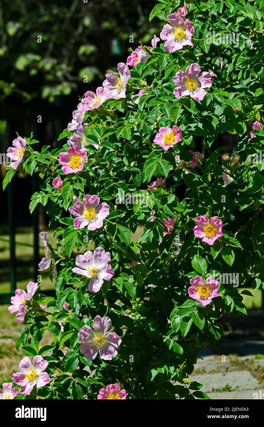 Bush with fresh bloom of wild rose, brier or Rosa canina flower in the ...