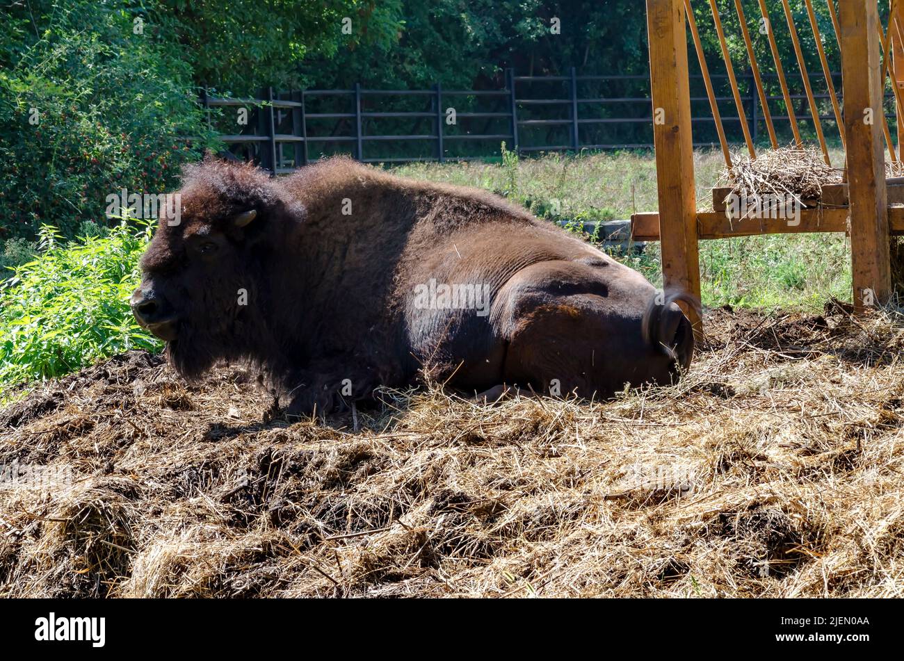 This is a picture of an American bison, or bison bison resting in the ...
