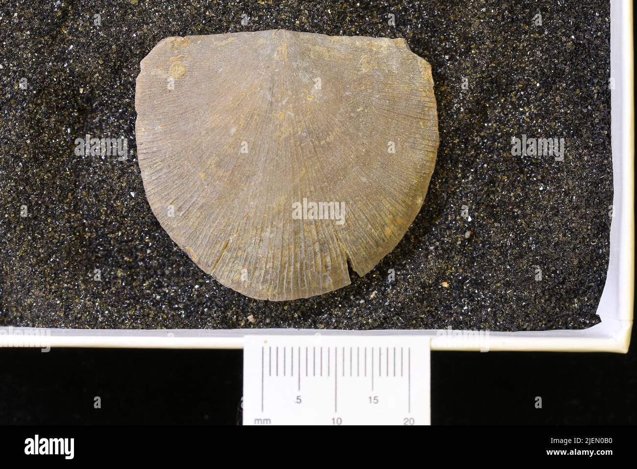 Rafinesquina alternata fracta meek hi-res stock photography and images ...