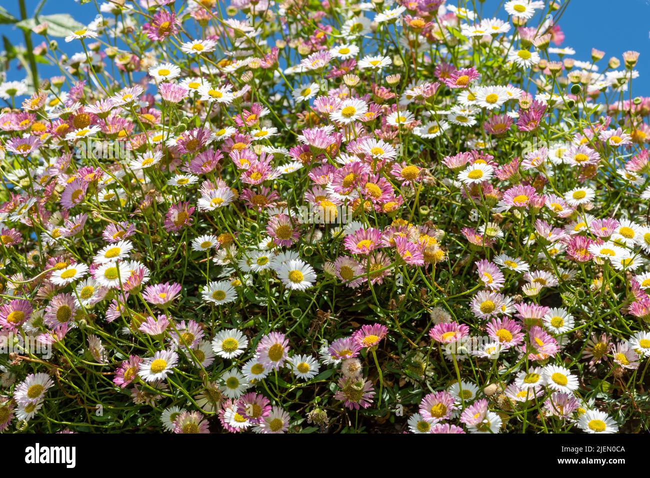 Close up of Mexican fleabane (erigeron karvinskianus) flowers growing ...