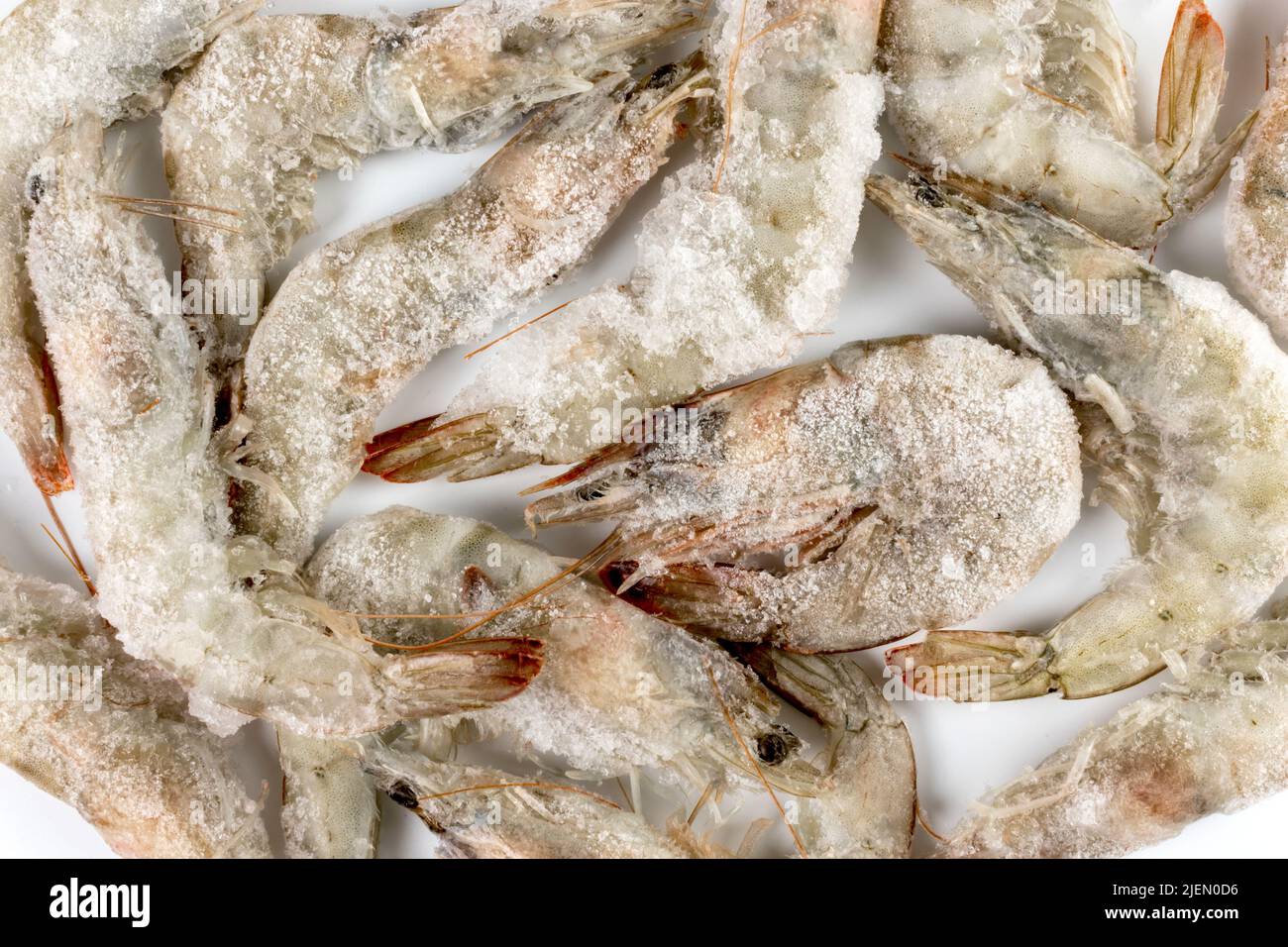 Frozen grey tiger shrimps or raw prawns with ice on white background ...