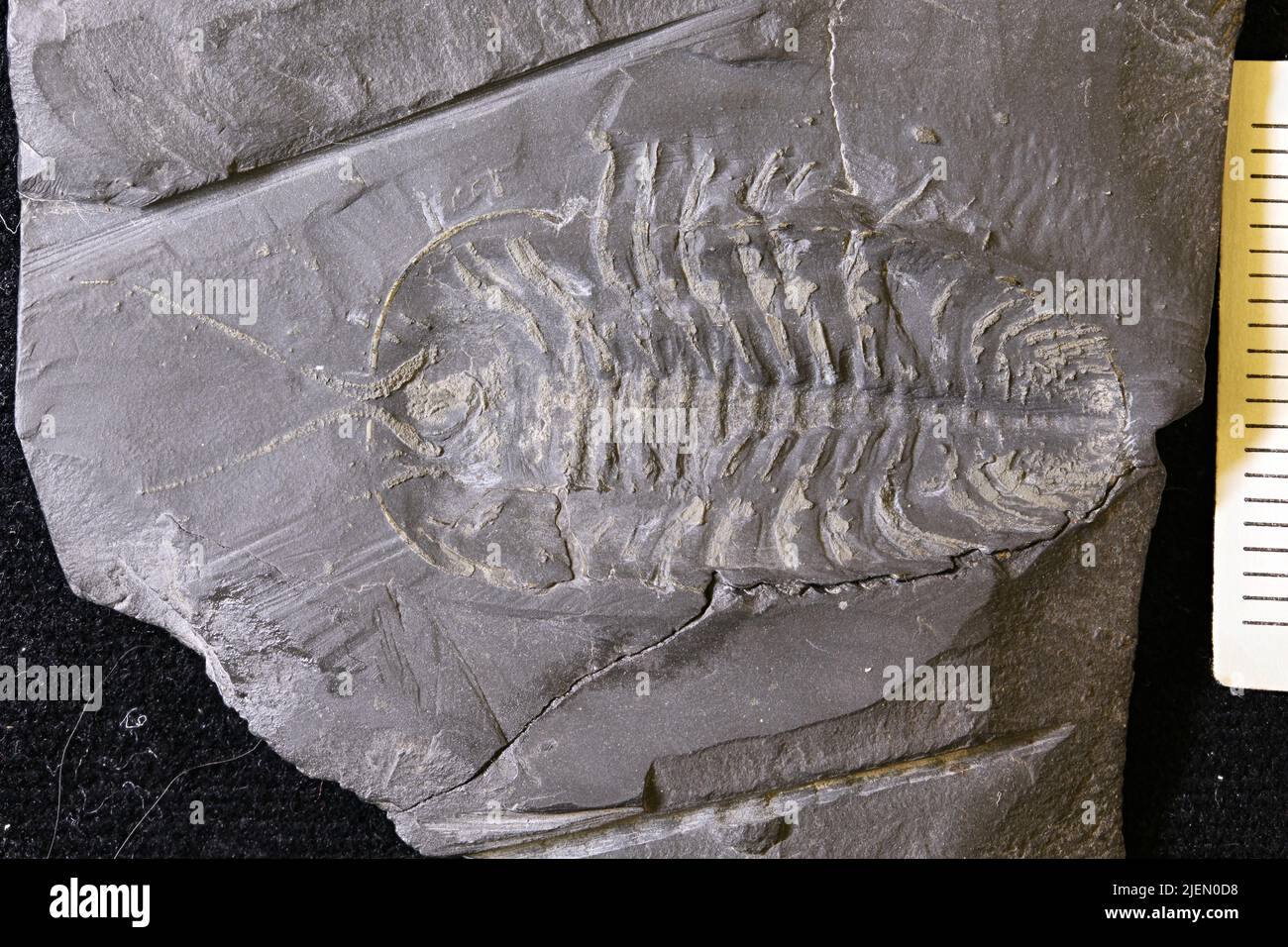 Triarthrus hi-res stock photography and images - Alamy