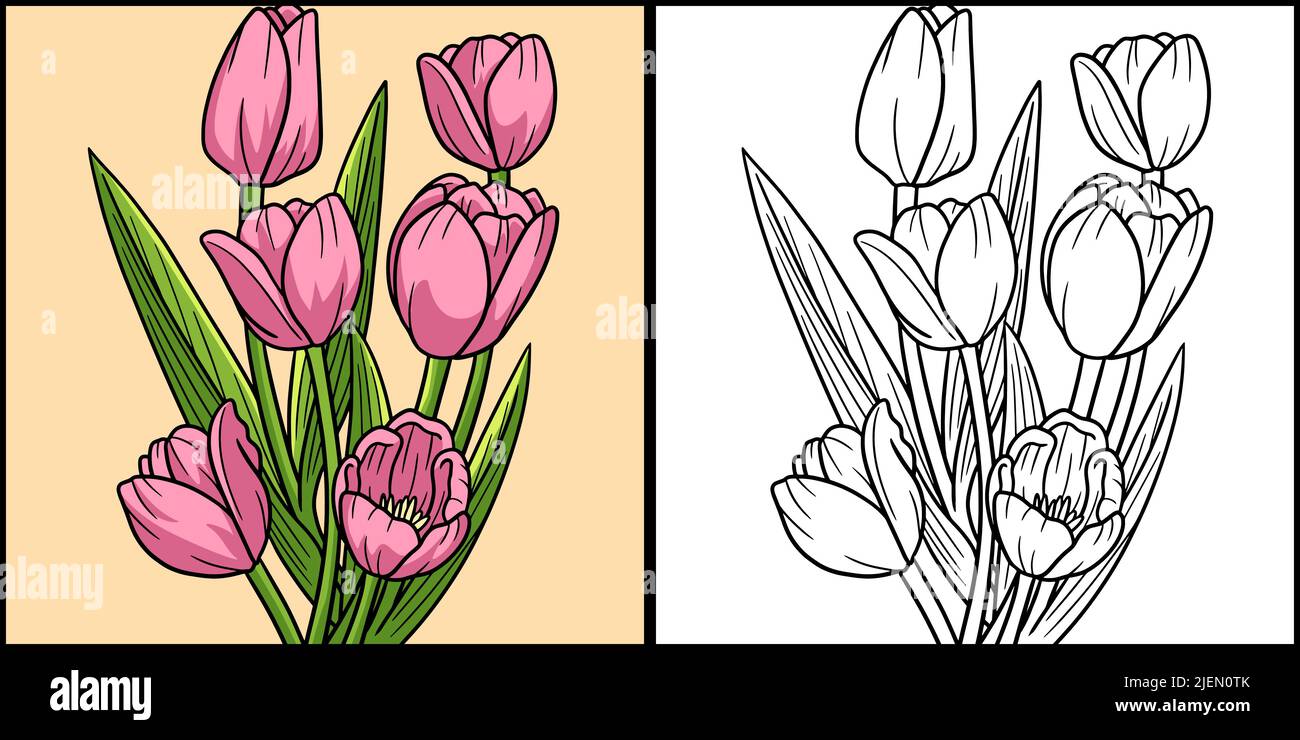 Tulip Flower Coloring Page Colored Illustration Stock Vector Image ...