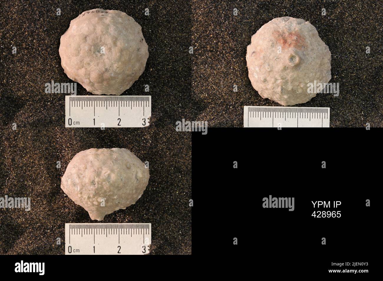 1904 animalia hi-res stock photography and images - Alamy