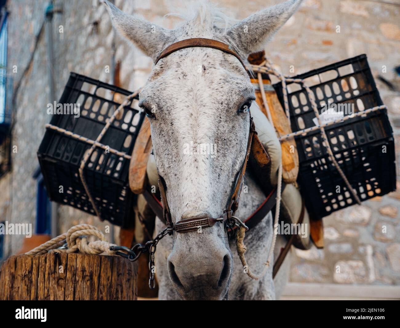 Loaded donkey hi-res stock photography and images - Alamy