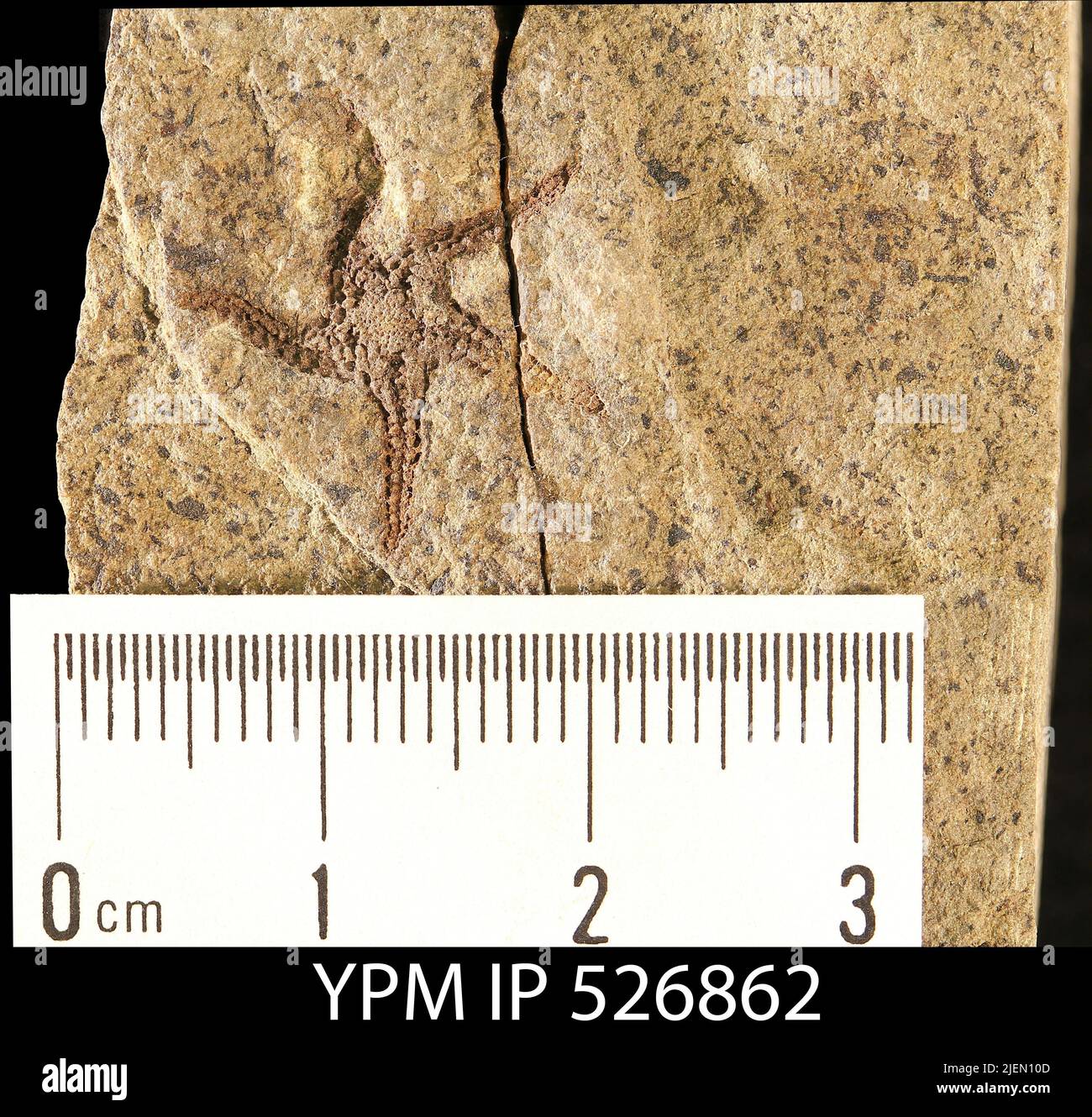 1948 animalia hi-res stock photography and images - Alamy