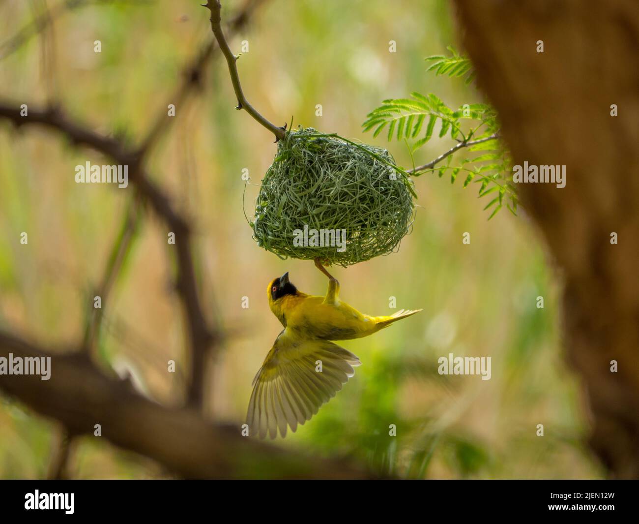 Oriole in nest hi-res stock photography and images - Alamy