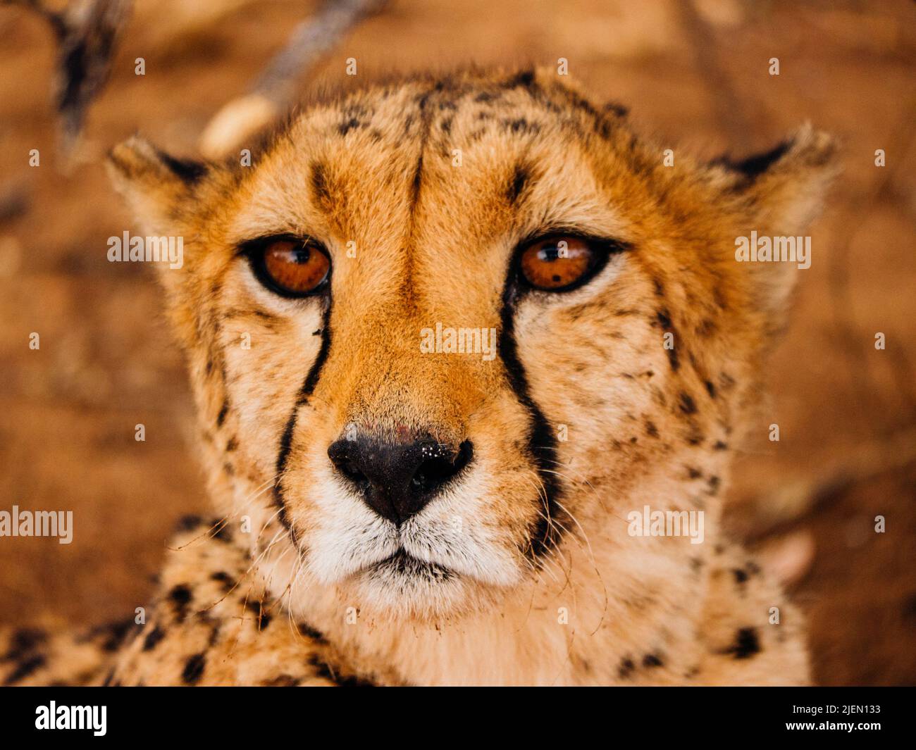 A cheetah in Namibia Stock Photo - Alamy