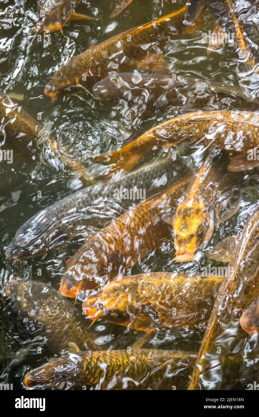 Koi fish movement hi-res stock photography and images - Alamy