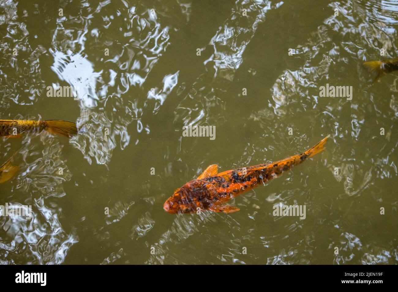 colorful koi fish in the lake Stock Photo - Alamy