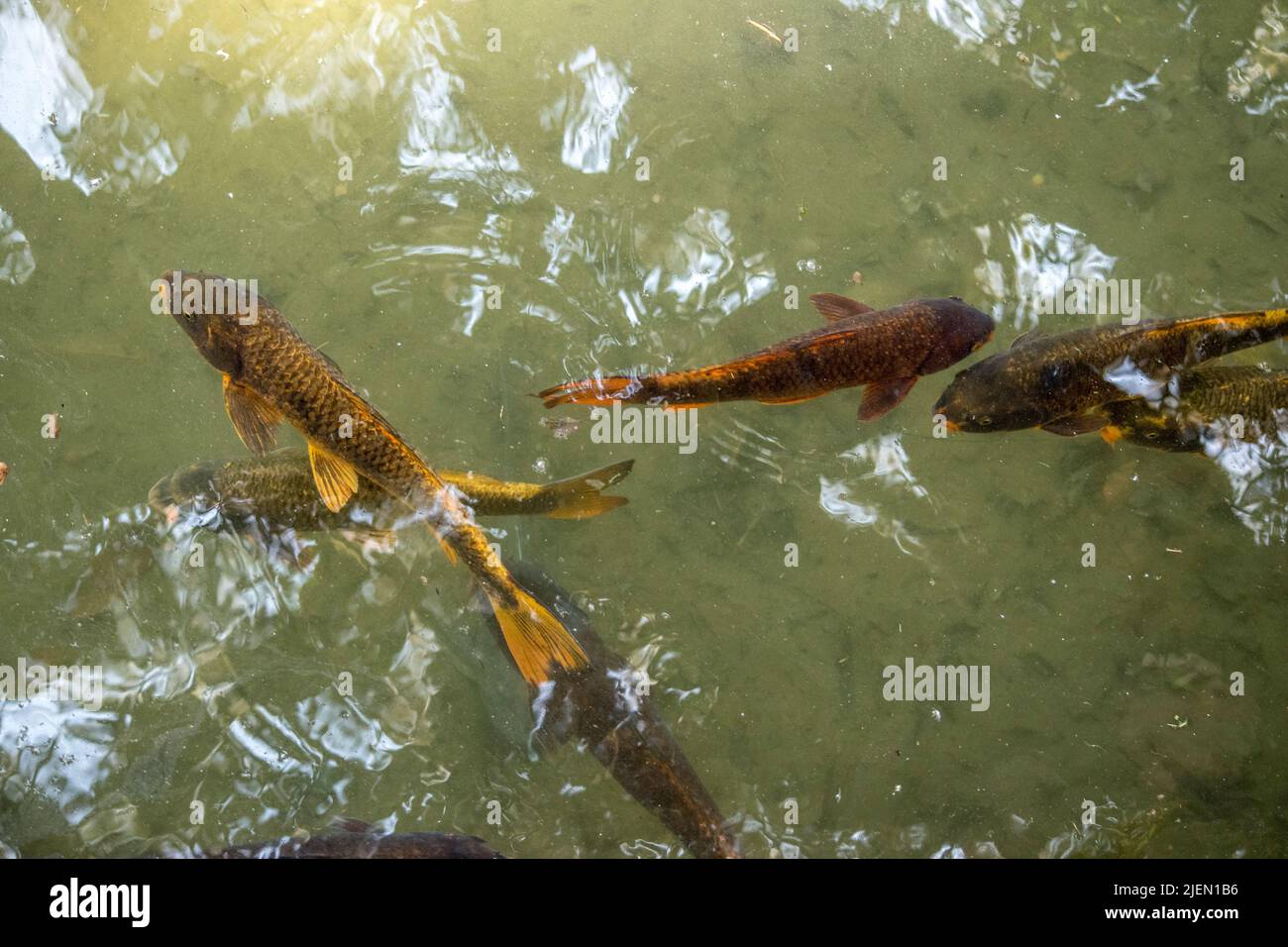 colorful koi fish in the lake Stock Photo - Alamy