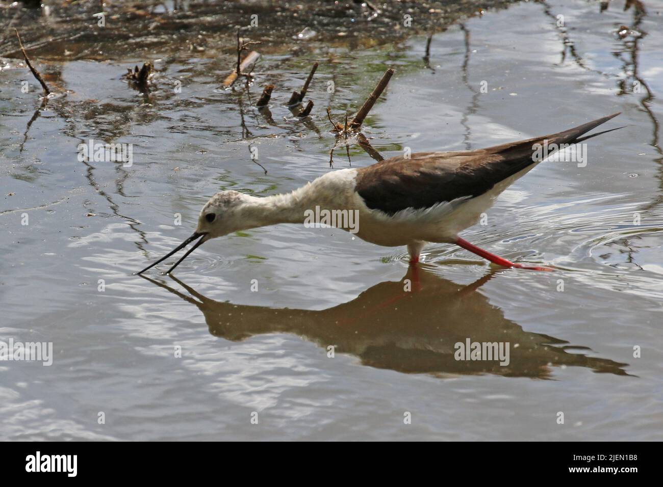 Rare sighting of Black Winged Stilt at Potteric Carr Nature Reserve ...
