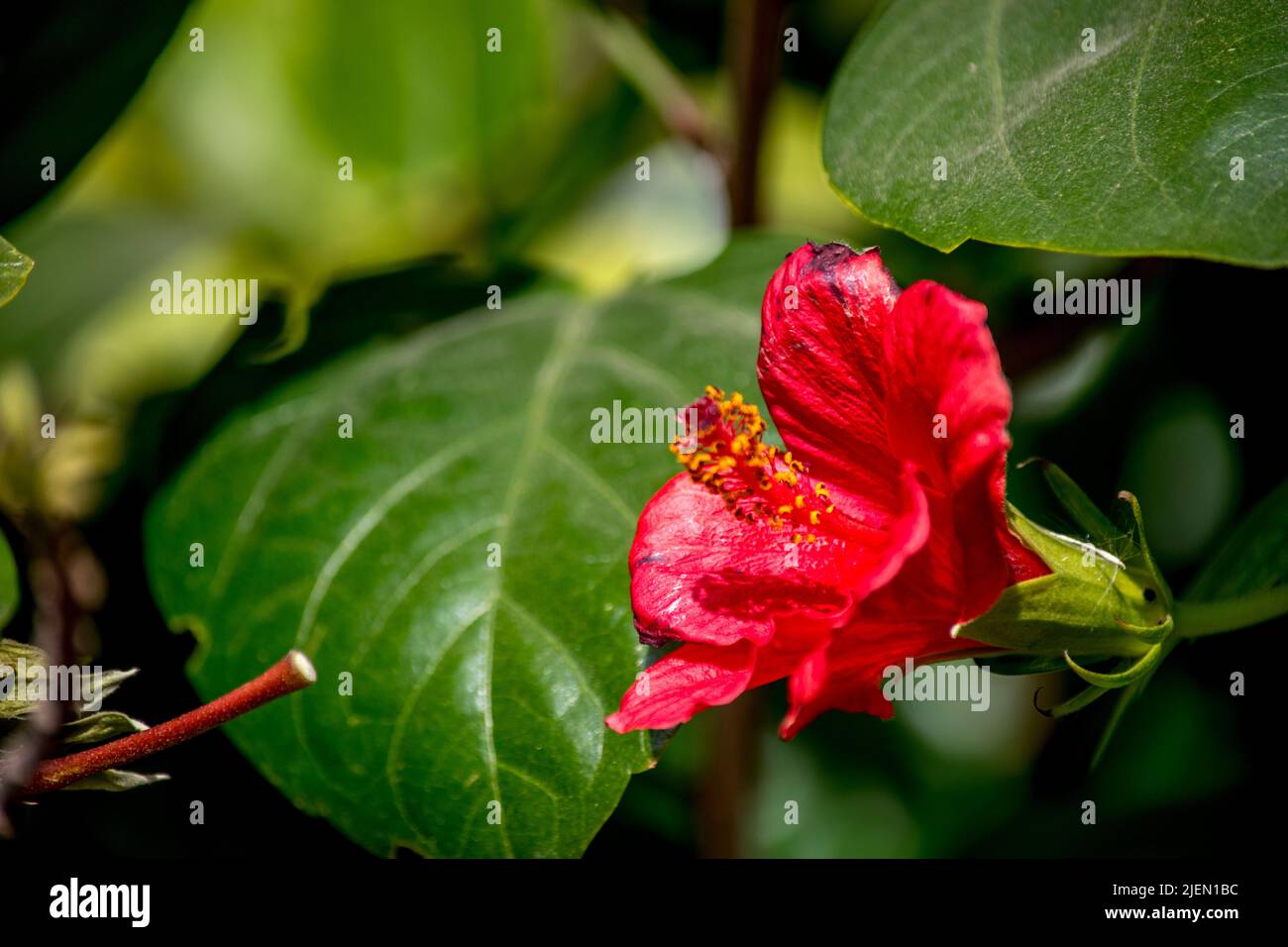 Big red flower of a Rosa China (Hibiscus rosa-sinensis Stock Photo - Alamy