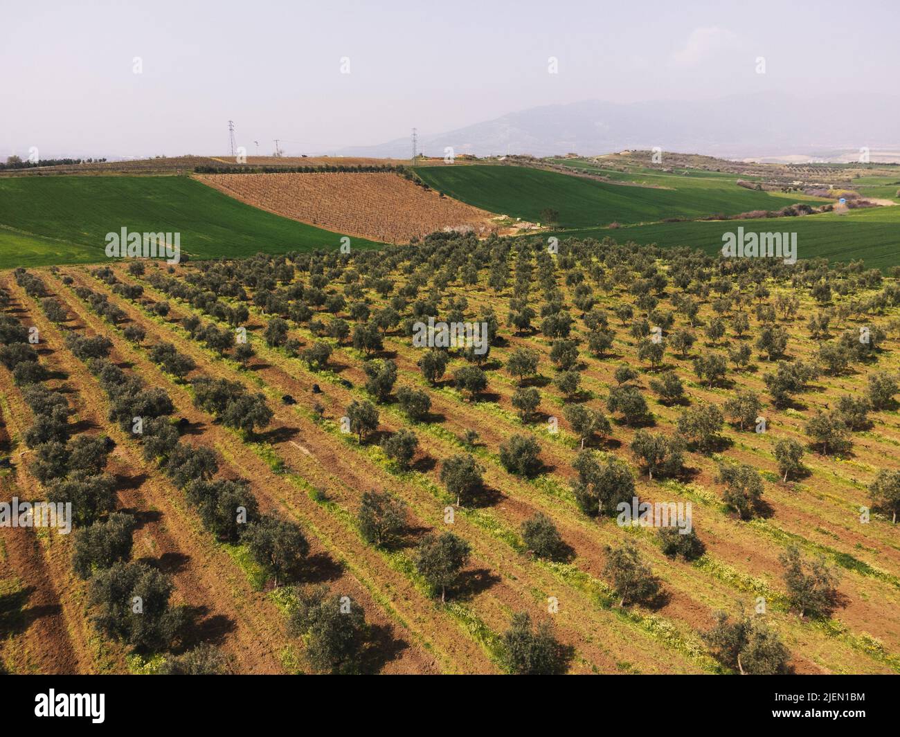 Olive tree farm hi-res stock photography and images - Alamy