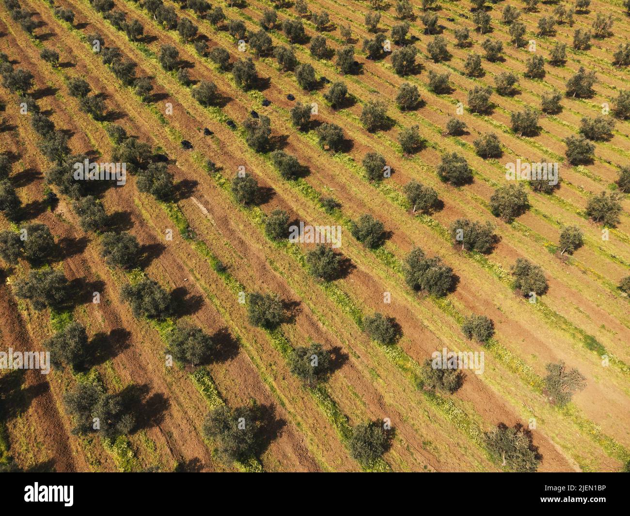 Aerial landscape view of an olive field Stock Photo - Alamy