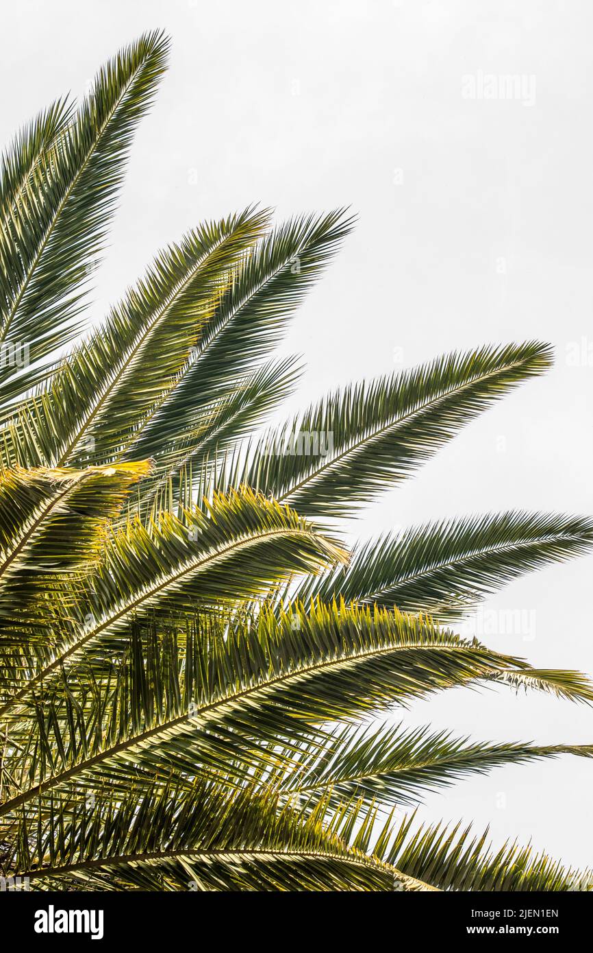 Palm tree leaves isolated hi-res stock photography and images - Alamy