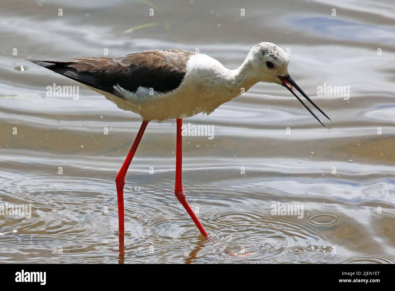 Rare sighting of Black Winged Stilt at Potteric Carr Nature Reserve ...