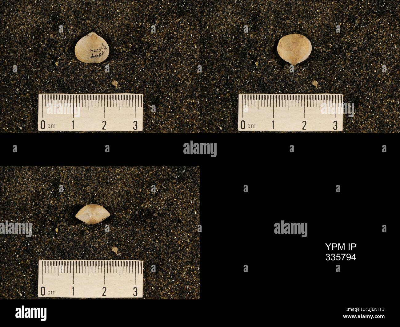 Enteletes hemiplicata Hall, 1852 Stock Photo - Alamy